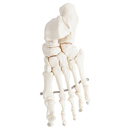 Axis Scientific Skeletal Foot | Left | Fully Articulated Flexible Foot Skeleton is Secured with Quality Wire to Demonstrate Movement | Includes Product Manual