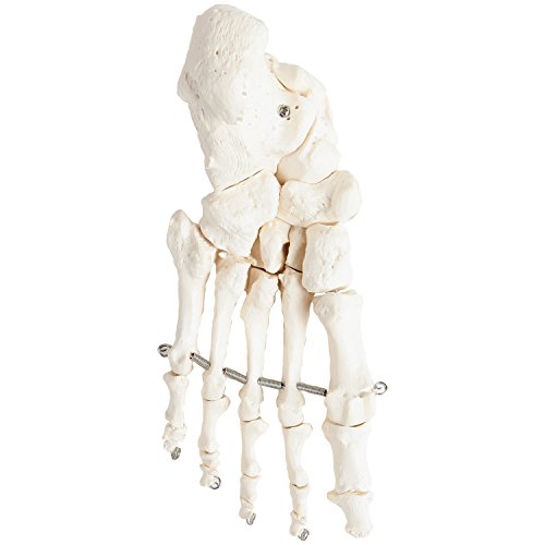 Axis Scientific Skeletal Foot | Left | Fully Articulated Flexible Foot Skeleton is Secured with Quality Wire to Demonstrate Movement | Includes Product Manual