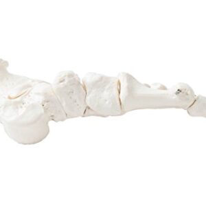 Axis Scientific Skeletal Foot | Left | Fully Articulated Flexible Foot Skeleton is Secured with Quality Wire to Demonstrate Movement | Includes Product Manual