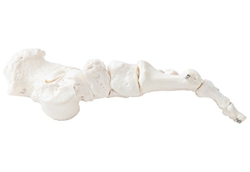 Axis Scientific Skeletal Foot | Left | Fully Articulated Flexible Foot Skeleton is Secured with Quality Wire to Demonstrate Movement | Includes Product Manual