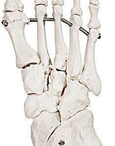 Axis Scientific Skeletal Foot | Left | Fully Articulated Flexible Foot Skeleton is Secured with Quality Wire to Demonstrate Movement | Includes Product Manual