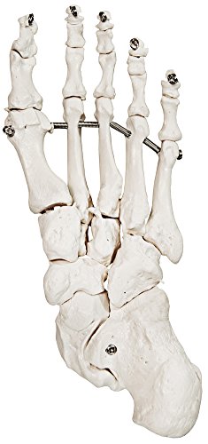 Axis Scientific Skeletal Foot | Left | Fully Articulated Flexible Foot Skeleton is Secured with Quality Wire to Demonstrate Movement | Includes Product Manual