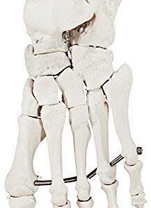 Axis Scientific Skeletal Foot | Left | Fully Articulated Flexible Foot Skeleton is Secured with Quality Wire to Demonstrate Movement | Includes Product Manual