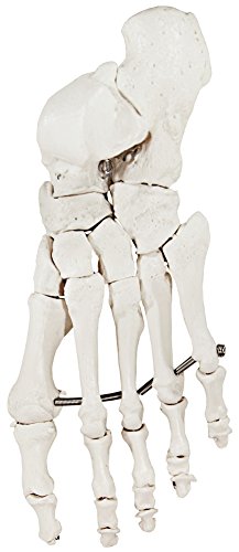 Axis Scientific Skeletal Foot | Left | Fully Articulated Flexible Foot Skeleton is Secured with Quality Wire to Demonstrate Movement | Includes Product Manual