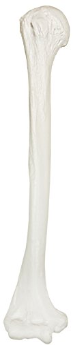 Axis Scientific Humerus Bone Model | Right | Cast from a Real Human Humerus Bone l Upper Arm Bone Model Has Realistic Texture and Important Bony Landmarks | Includes Product Manual