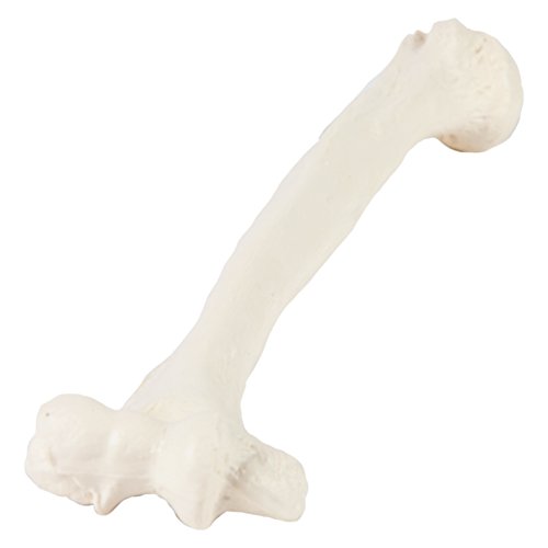 Axis Scientific Humerus Bone Model | Right | Cast from a Real Human Humerus Bone l Upper Arm Bone Model Has Realistic Texture and Important Bony Landmarks | Includes Product Manual