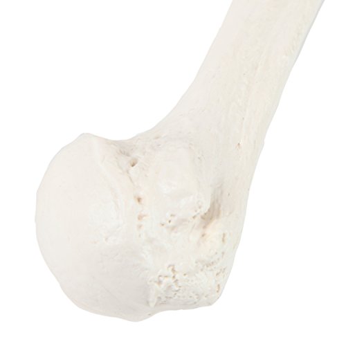 Axis Scientific Humerus Bone Model | Right | Cast from a Real Human Humerus Bone l Upper Arm Bone Model Has Realistic Texture and Important Bony Landmarks | Includes Product Manual