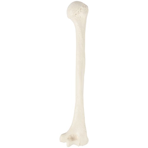 Axis Scientific Humerus Bone Model | Right | Cast from a Real Human Humerus Bone l Upper Arm Bone Model Has Realistic Texture and Important Bony Landmarks | Includes Product Manual