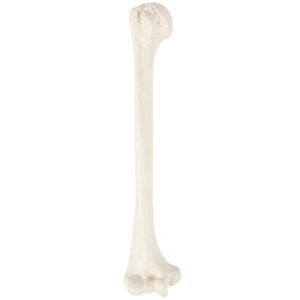 Axis Scientific Humerus Bone Model | Right | Cast from a Real Human Humerus Bone l Upper Arm Bone Model Has Realistic Texture and Important Bony Landmarks | Includes Product Manual