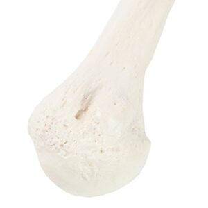 Axis Scientific Humerus Bone Model | Right | Cast from a Real Human Humerus Bone l Upper Arm Bone Model Has Realistic Texture and Important Bony Landmarks | Includes Product Manual