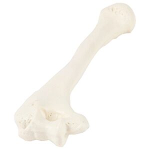 Axis Scientific Humerus Bone Model | Right | Cast from a Real Human Humerus Bone l Upper Arm Bone Model Has Realistic Texture and Important Bony Landmarks | Includes Product Manual