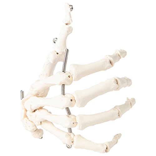 Axis Scientific Skeletal Hand | Left | Fully Articulated Flexible Hand Skeleton is Secured with Quality Wire to Demonstrate Movement | Includes Product Manual