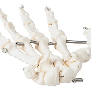 Axis Scientific Skeletal Hand | Left | Fully Articulated Flexible Hand Skeleton is Secured with Quality Wire to Demonstrate Movement | Includes Product Manual