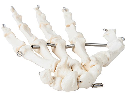 Axis Scientific Skeletal Hand | Left | Fully Articulated Flexible Hand Skeleton is Secured with Quality Wire to Demonstrate Movement | Includes Product Manual