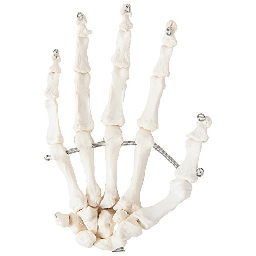 Axis Scientific Skeletal Hand | Left | Fully Articulated Flexible Hand Skeleton is Secured with Quality Wire to Demonstrate Movement | Includes Product Manual