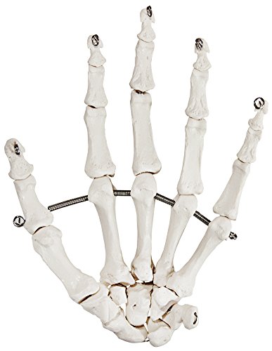 Axis Scientific Skeletal Hand | Left | Fully Articulated Flexible Hand Skeleton is Secured with Quality Wire to Demonstrate Movement | Includes Product Manual