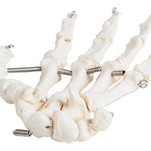 Axis Scientific Skeletal Hand | Left | Fully Articulated Flexible Hand Skeleton is Secured with Quality Wire to Demonstrate Movement | Includes Product Manual