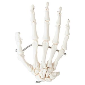 Axis Scientific Skeletal Hand | Right | Fully Articulated Flexible Hand Skeleton is Secured with Quality Wire to Demonstrate Movement | Includes Product Manual