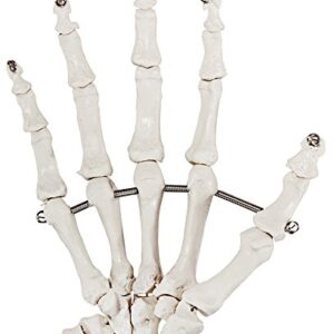 Axis Scientific Skeletal Hand | Right | Fully Articulated Flexible Hand Skeleton is Secured with Quality Wire to Demonstrate Movement | Includes Product Manual