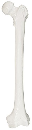 Axis Scientific Femur Bone Model | Left | Cast from a Real Human Femur Bone l Upper Leg Bone Model Has Realistic Texture and Important Bony Landmarks | Includes Product Manual