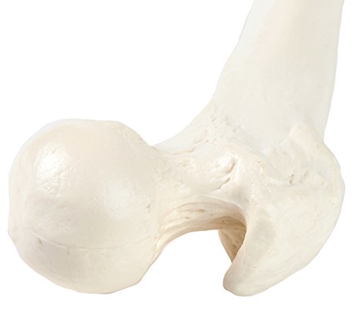 Axis Scientific Femur Bone Model | Left | Cast from a Real Human Femur Bone l Upper Leg Bone Model Has Realistic Texture and Important Bony Landmarks | Includes Product Manual