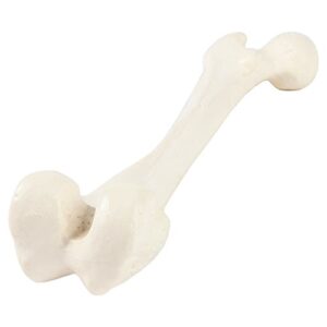 Axis Scientific Femur Bone Model | Left | Cast from a Real Human Femur Bone l Upper Leg Bone Model Has Realistic Texture and Important Bony Landmarks | Includes Product Manual