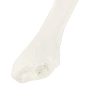 Axis Scientific Human Fibula Bone Model - Left, Cast from Real Human Bone, Life Size Medical Replica with Realistic Texture and Bony Landmarks, Includes Product Manual