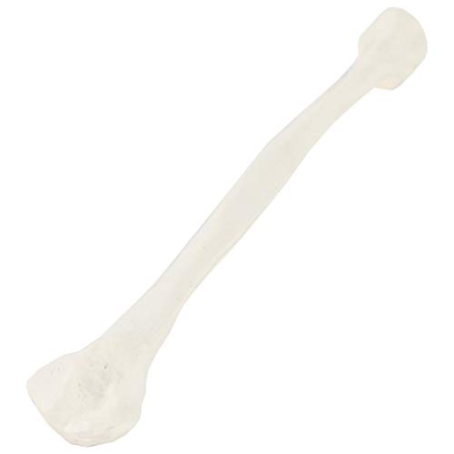 Axis Scientific Fibula Bone Model | Right | Cast from a Real Human Fibula Bone l Lower Leg Bone Model Has Realistic Texture and Important Bony Landmarks | Includes Product Manual