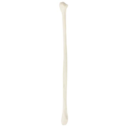 Axis Scientific Fibula Bone Model | Right | Cast from a Real Human Fibula Bone l Lower Leg Bone Model Has Realistic Texture and Important Bony Landmarks | Includes Product Manual