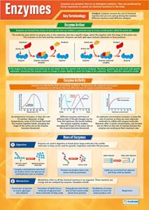 daydream education enzymes | science posters | gloss paper measuring 33” x 23.5” | stem charts for the classroom | education charts