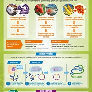 Daydream Education Genetic Engineering | Science Posters | Laminated Gloss Paper measuring 33” x 23.5” | STEM Charts for the Classroom | Education Charts