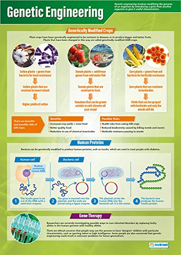 Daydream Education Genetic Engineering | Science Posters | Laminated Gloss Paper measuring 33” x 23.5” | STEM Charts for the Classroom | Education Charts