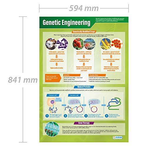 Daydream Education Genetic Engineering | Science Posters | Laminated Gloss Paper measuring 33” x 23.5” | STEM Charts for the Classroom | Education Charts