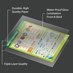 Daydream Education Genetic Engineering | Science Posters | Laminated Gloss Paper measuring 33” x 23.5” | STEM Charts for the Classroom | Education Charts