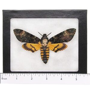 bicbugs acherontia atropos real framed silence of the lambs death's head moth