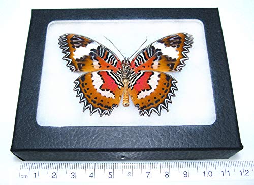 BicBugs Cethosia hypsea Real Framed Butterfly RED Indonesia