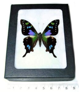 graphium weiskei real framed butterfly pink purple blue indonesia