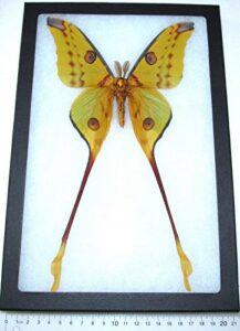 bicbugs argema mittrei male real framed comet luna moth madagascar