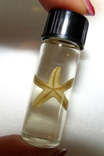 BicBugs Wet Specimen Real Seastar Starfish Preserved in Vial