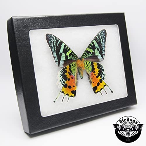 BicBugs Urania ripheus Verso Real Framed Butterfly Pink Orange Green Sunset Moth Madagascar