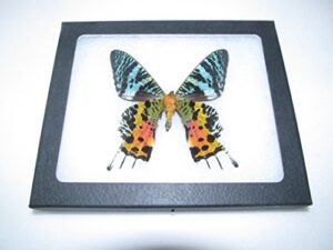 bicbugs urania ripheus verso real framed butterfly pink orange green sunset moth madagascar