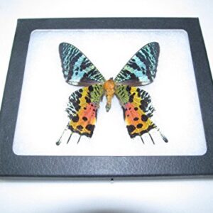 BicBugs Urania ripheus Verso Real Framed Butterfly Pink Orange Green Sunset Moth Madagascar