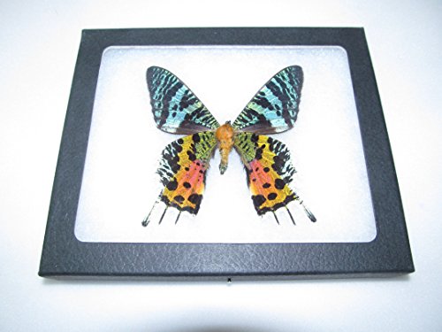 BicBugs Urania ripheus Verso Real Framed Butterfly Pink Orange Green Sunset Moth Madagascar