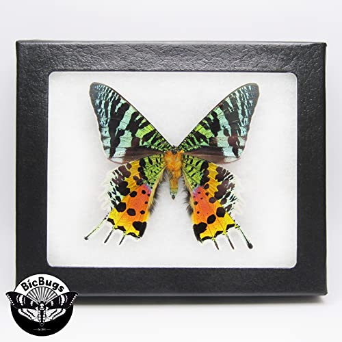 BicBugs Urania ripheus Verso Real Framed Butterfly Pink Orange Green Sunset Moth Madagascar