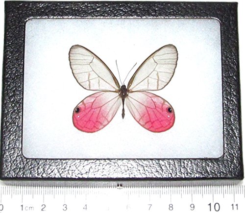 BicBugs Cithaerias merolina Real Framed Butterfly Pink Clear Wing Peru