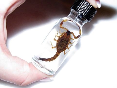 BicBugs WET SPECIMEN REAL GOLD SCORPION XL PRESERVED IN BOTTLE