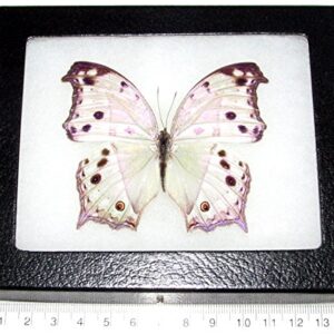 BicBugs Salamis parhassus Real Framed Butterfly Africa