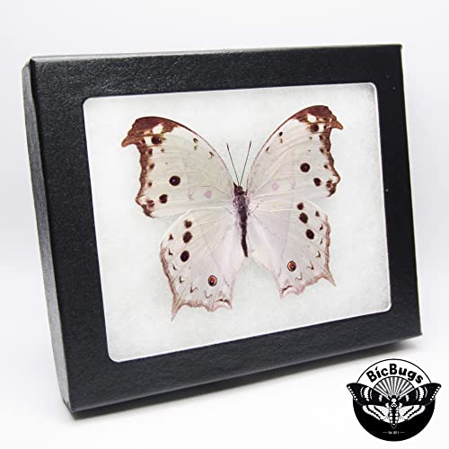 BicBugs Salamis parhassus Real Framed Butterfly Africa