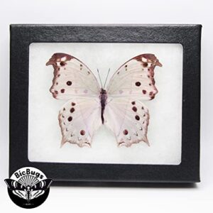 BicBugs Salamis parhassus Real Framed Butterfly Africa