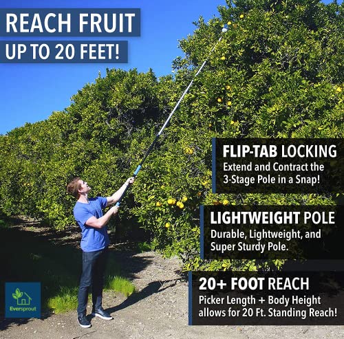 EVERSPROUT 12-Foot Fruit Picker (20+ Foot Reach) | Telescoping Fruit Picker Pole, Easy to Attach Twist-On Apple Basket | Lightweight, High-Grade Aluminum Extension Pole with Fruit Picker Basket